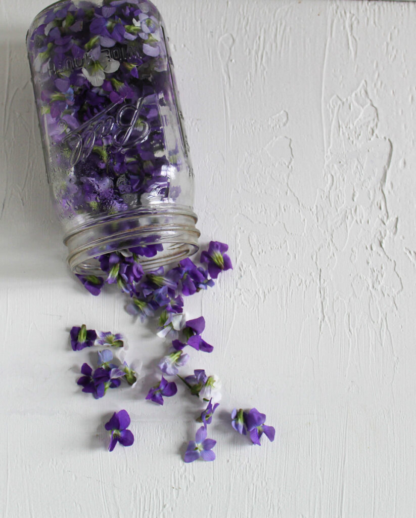 5 Simple Uses For Wild Violet Flowers In Kitchen Recipes - The Sifted Field