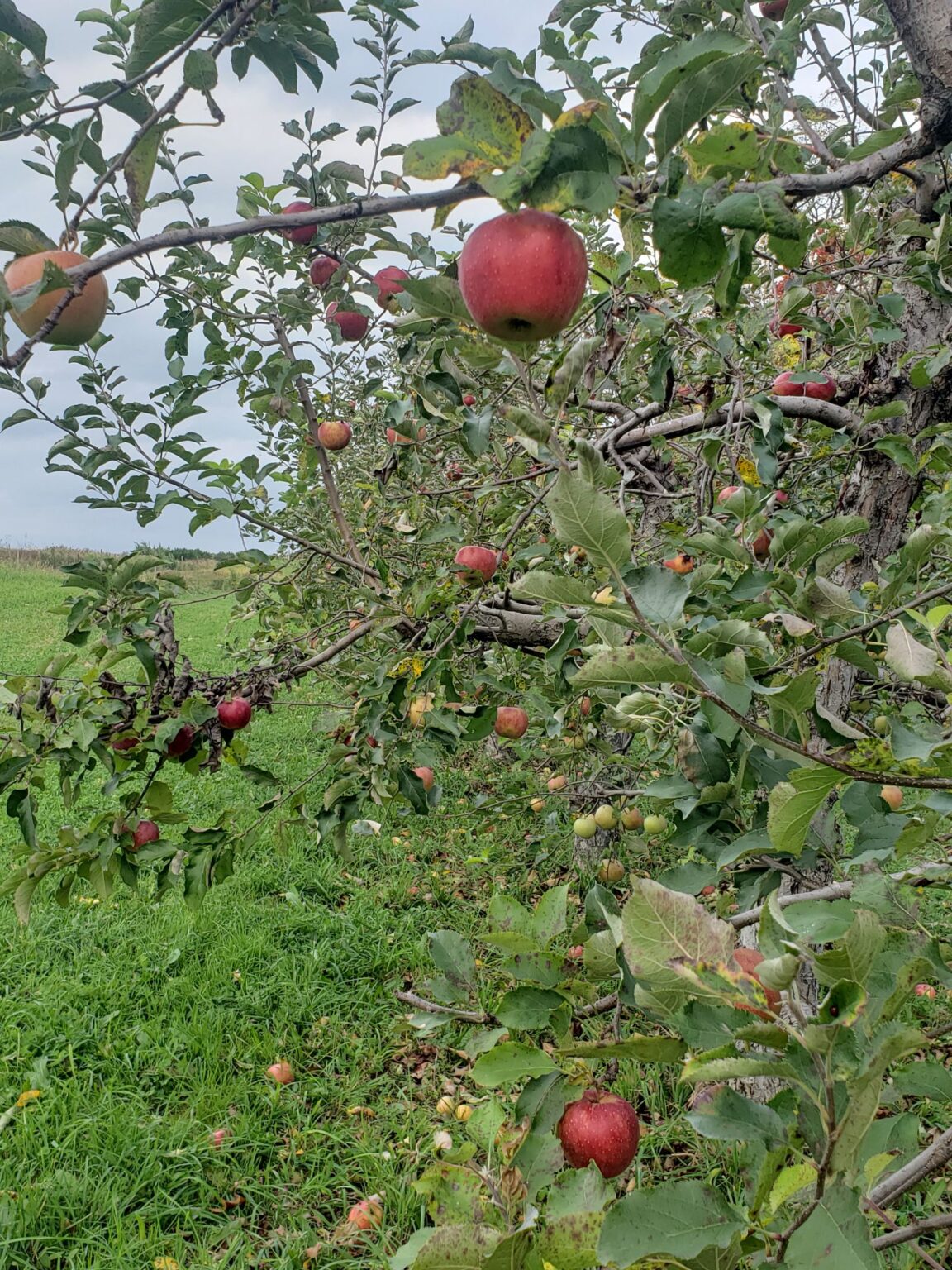 Spiced Apple Wine Recipe - The Sifted Field