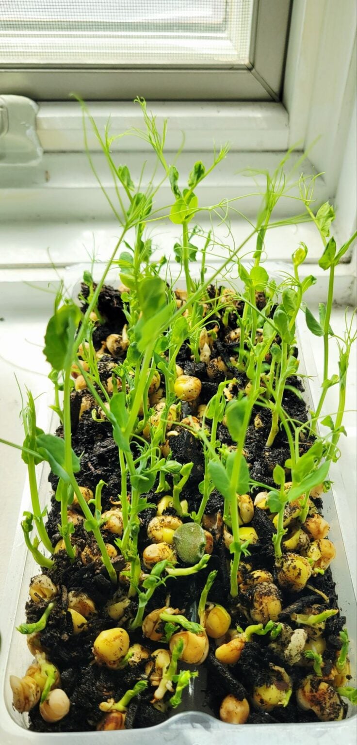 Pea Shoots: How to Use, Cook, and Preserve Pea Shoots + Recipes - The ...